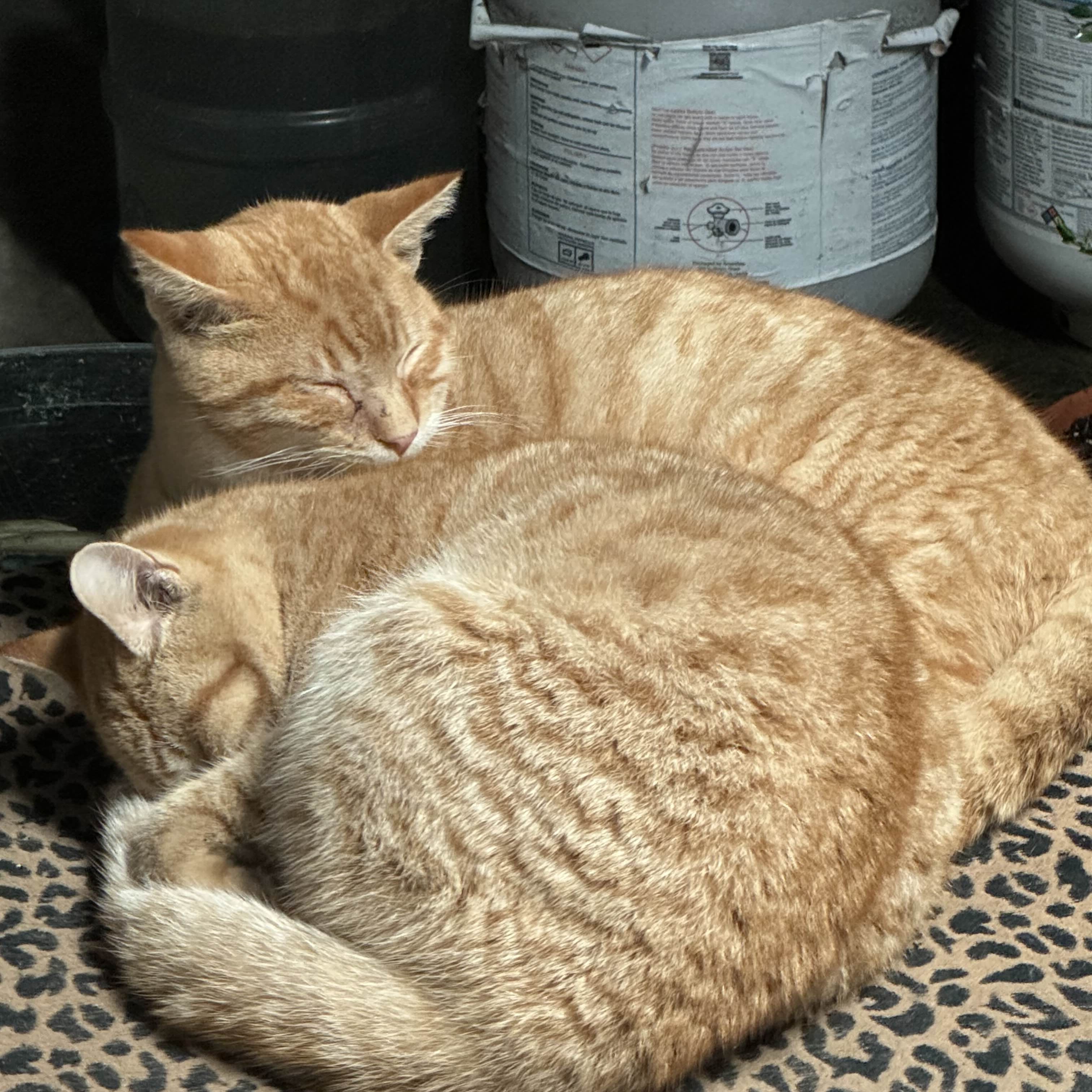 Faceit Analyser | catSleeper