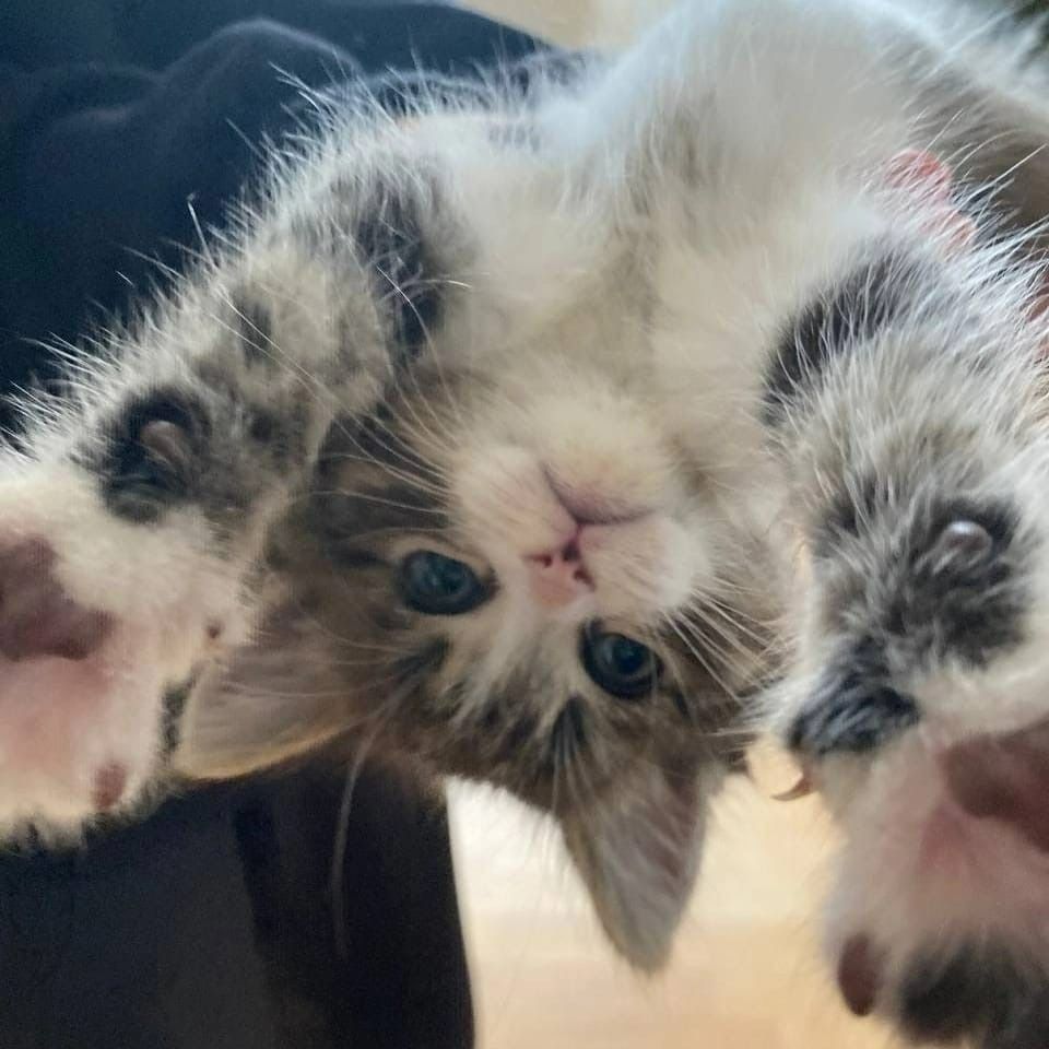 lil_mary stats - FACEIT.com