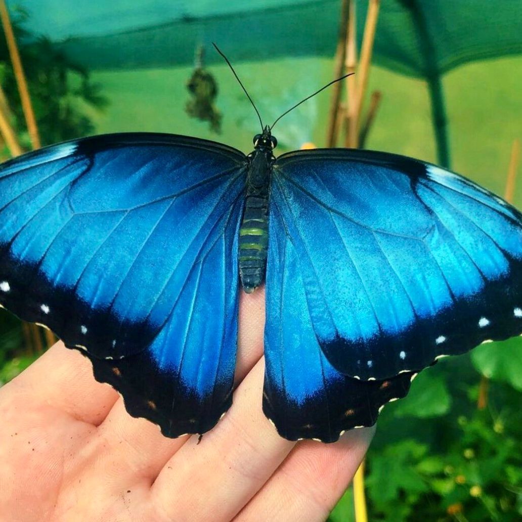 morpho431 Faceit CS2 Stats - Faceit Tracker