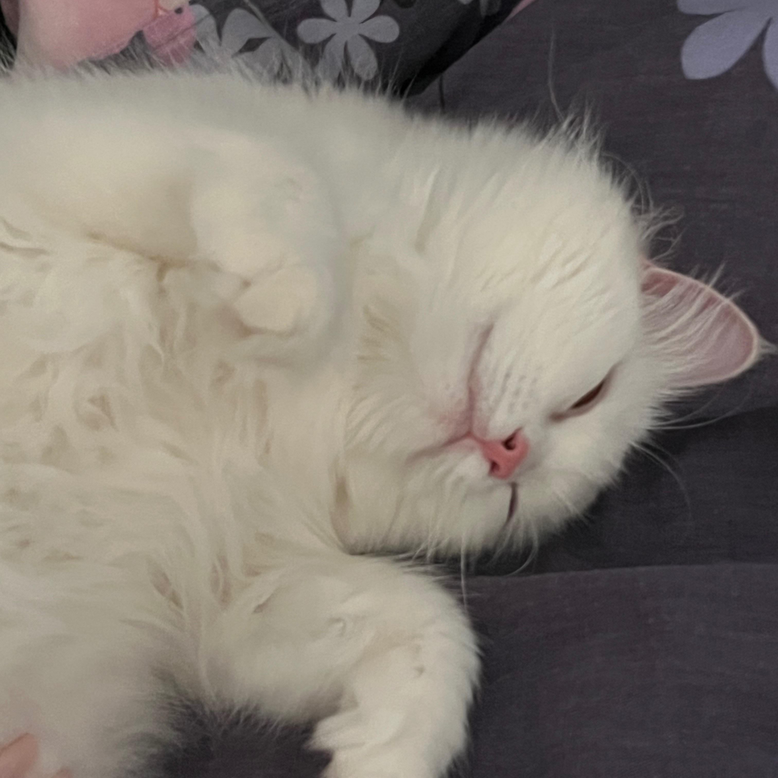 Whatareme1on Faceit CS2 Stats - Faceit Tracker