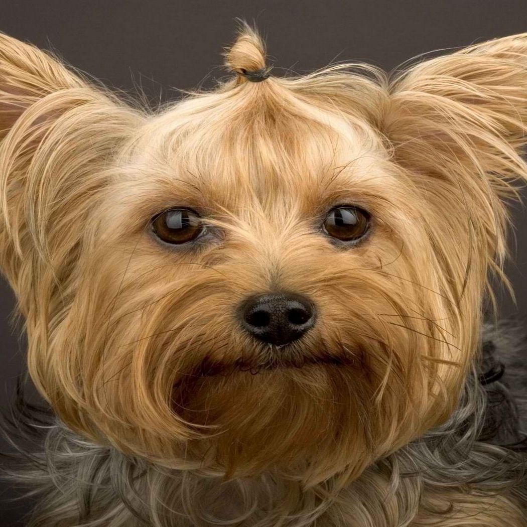 lade Faceit CS2 Stats - Faceit Tracker