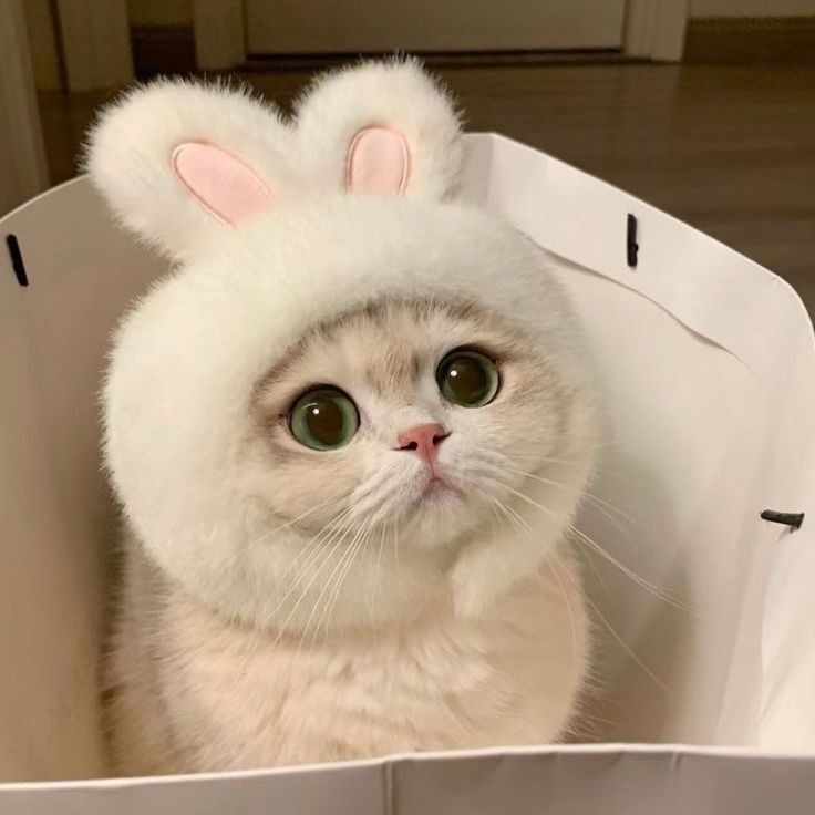 Faceit Analyser | Azure